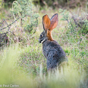 Riverine Rabbit at Dunedin Farm (South Africa) – March 2016 – PacaPIX