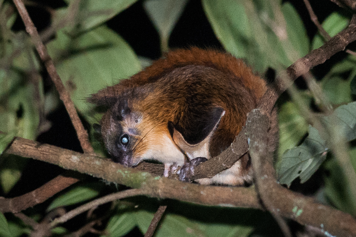 Whiskered Flying Squirrel (Petinomys genibarbis) at Mount Kinabalu ...