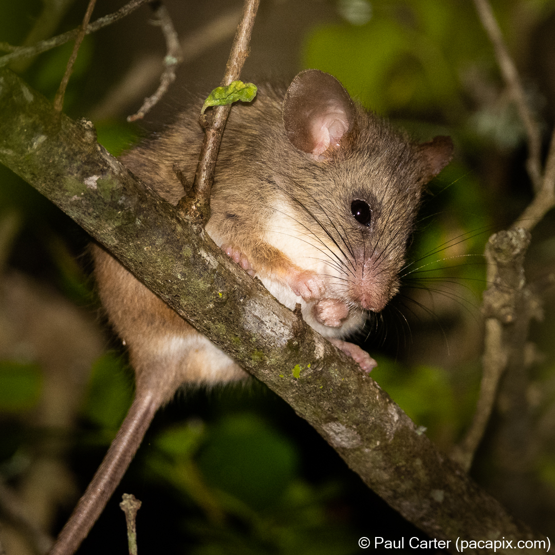 Woodland Thicket Rat (Grammomys dolichurus), South Africa. – PacaPIX