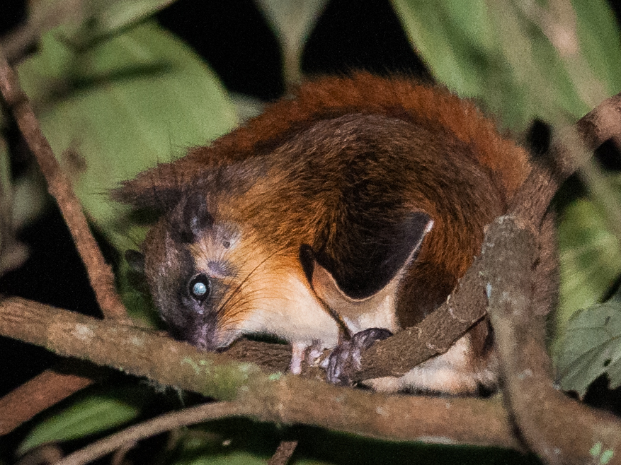 Whiskered Flying Squirrel (Petinomys genibarbis) at Mount Kinabalu ...
