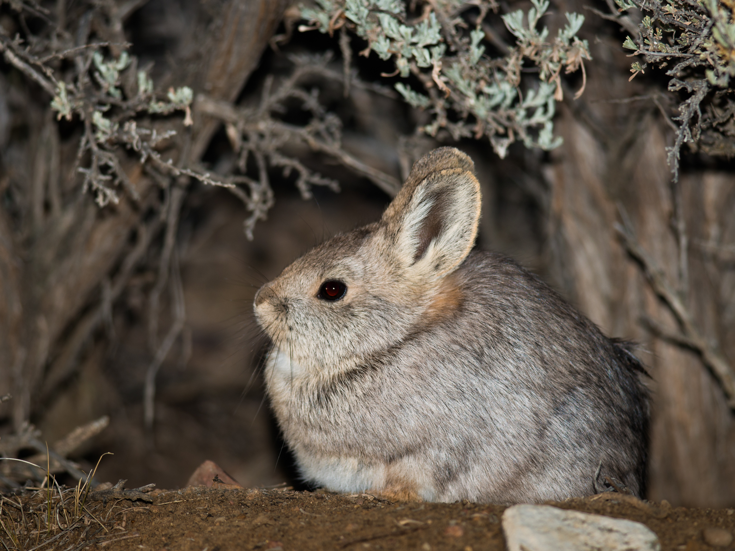 Pygmy Rabbit near Bannack State Park (Montana, USA), 2013. – PacaPIX