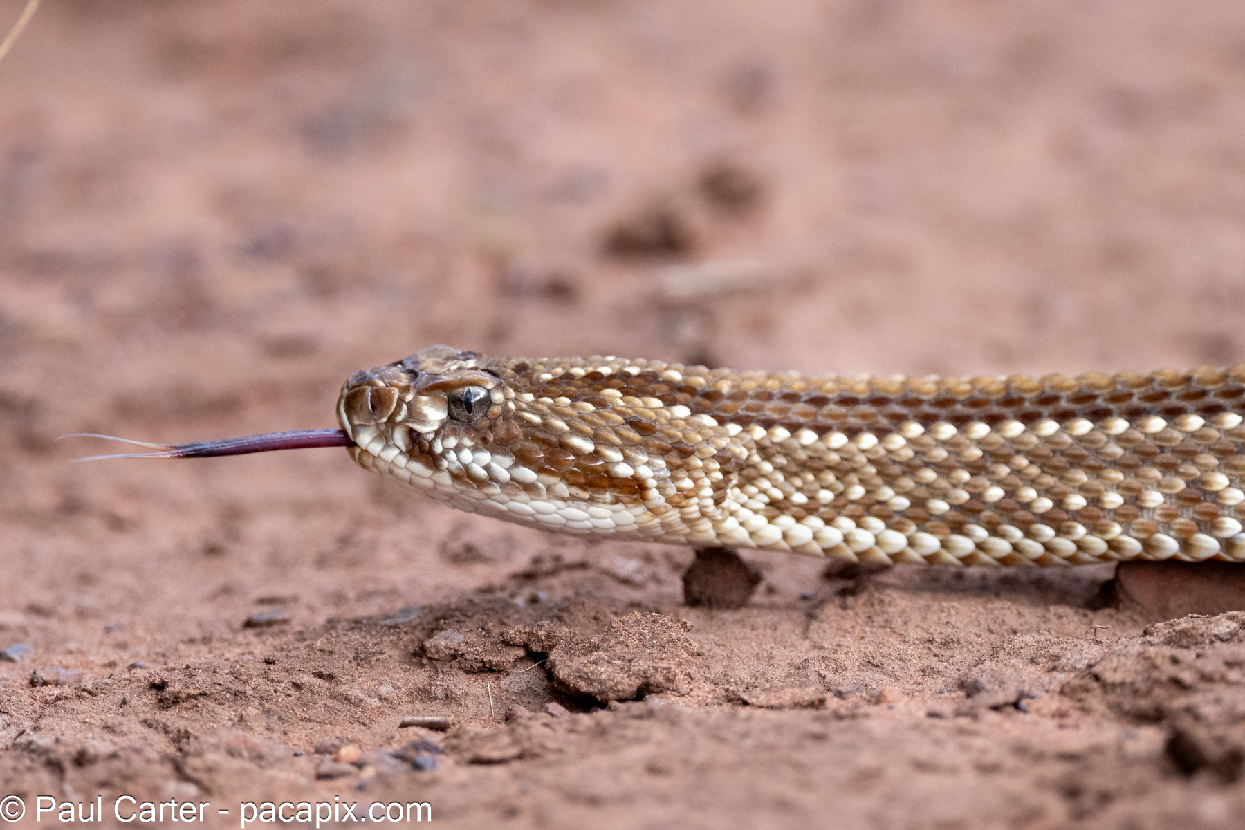 20230526-0011-Rattlesnake-Neotropical-PaulCarter – PacaPIX