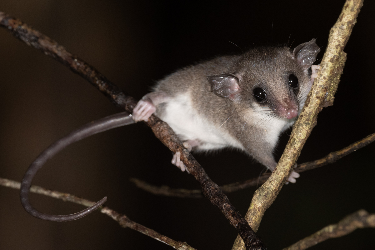 Tahuayo River mammal records (Iquitos area, Peru; 2023). – PacaPIX