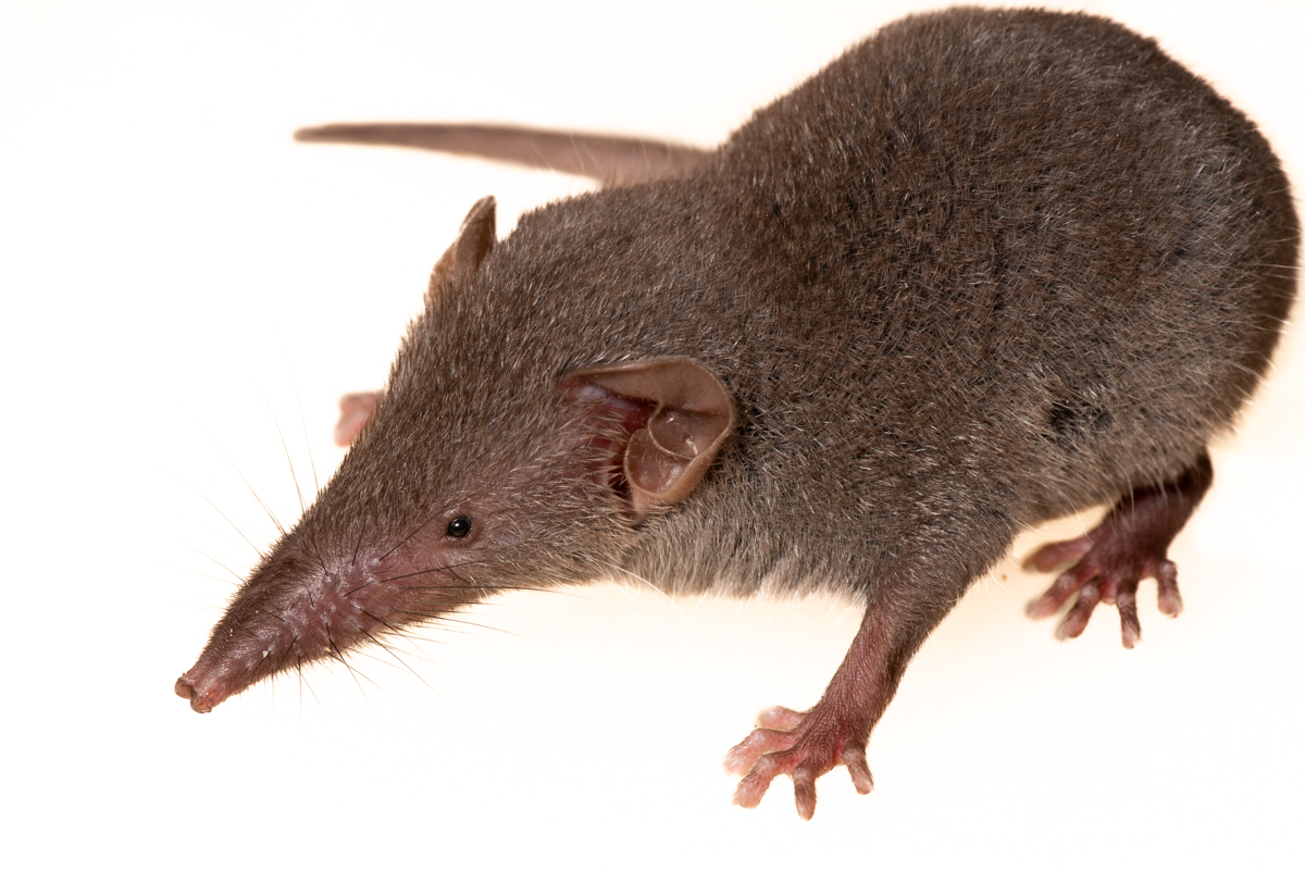 Asian House Shrew (Suncus murinus) – PacaPIX